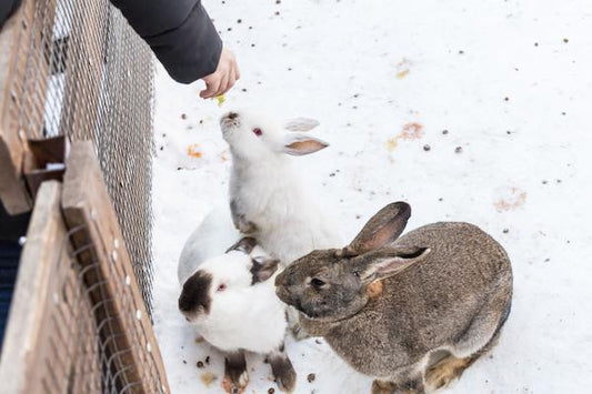 Rabbit Care 101: Feeding Your Rabbit Hay Tips and Tricks