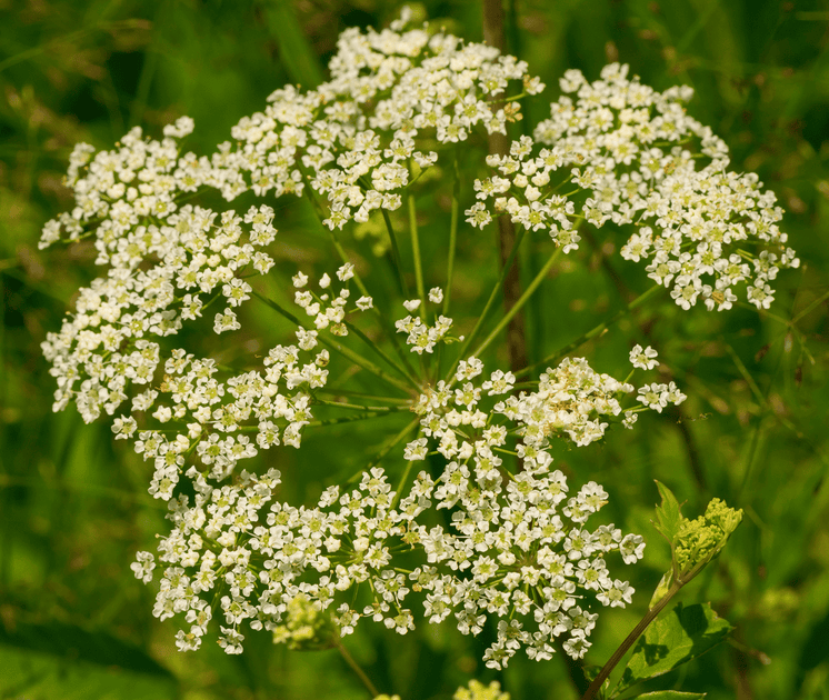 Can your small pet eat Cowbane