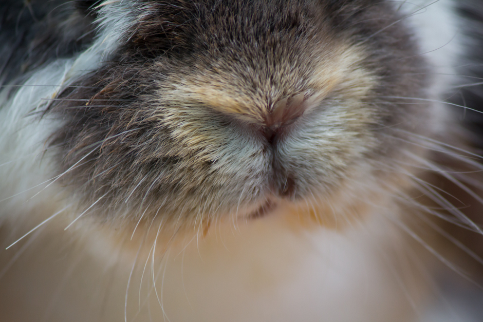Rabbit Care 101: Feeding Your Rabbit Hay Tips and Tricks