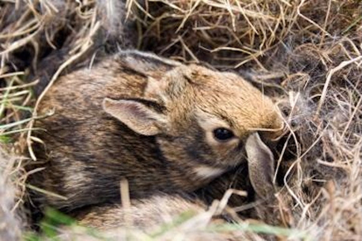 Rabbit Breeding Basics - Make Sure You're Ready