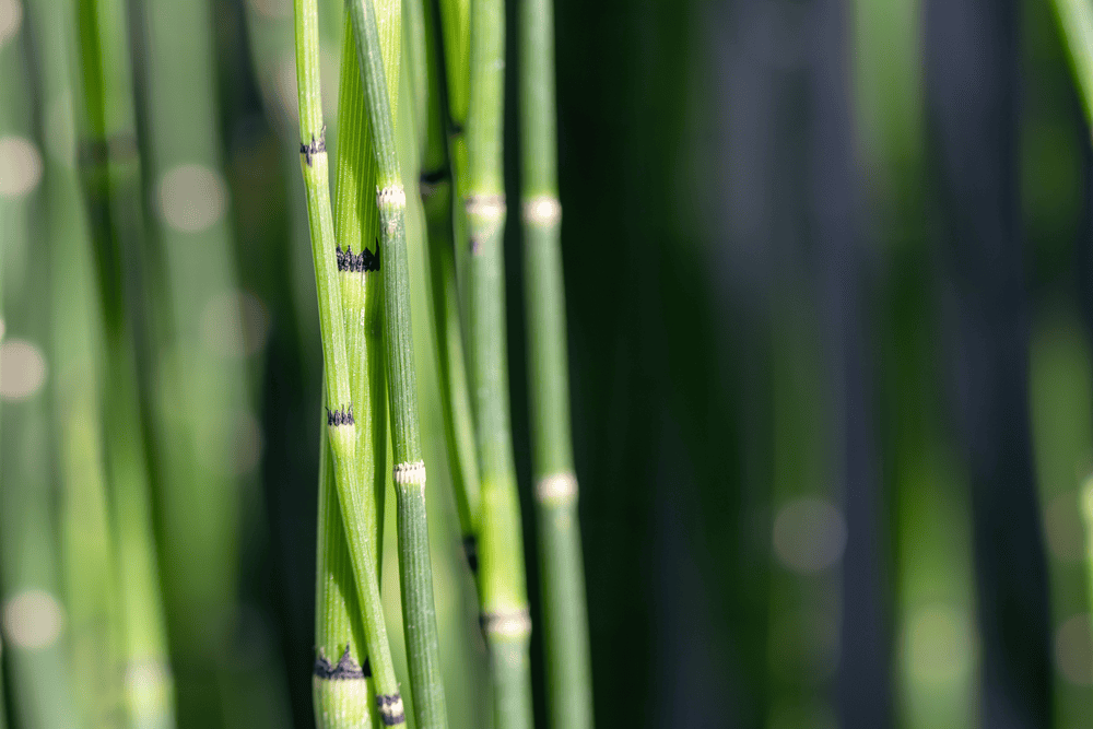 Can a rabbit eat Horsetail Reed? | Rabbit Hole Hay