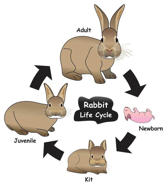 How Long Do Rabbits Live? Understanding the Lifespan of Our Furry Frie