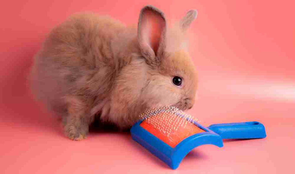 Why Do Rabbits Have Different Colored Eyes?