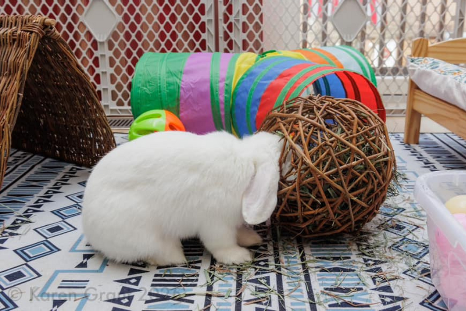 Why Do Rabbits Have Different Colored Eyes?