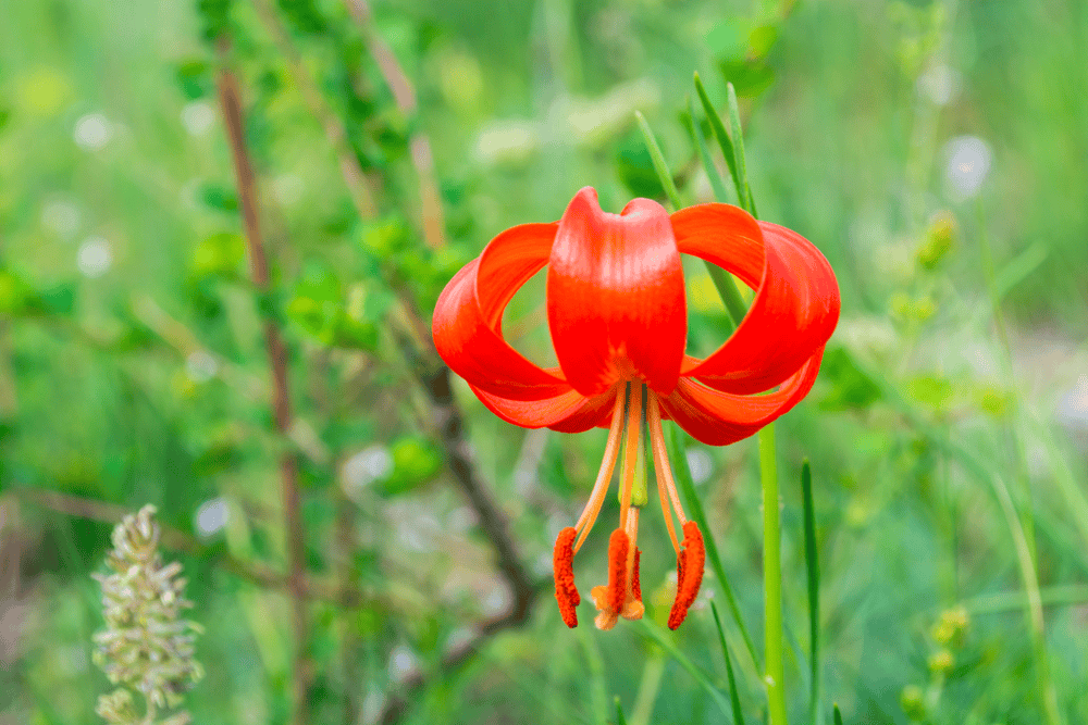 Western Red Lily Png
