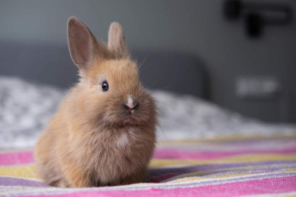 What to Know About Caring for a Pet Rabbit: Are They High Maintenance?