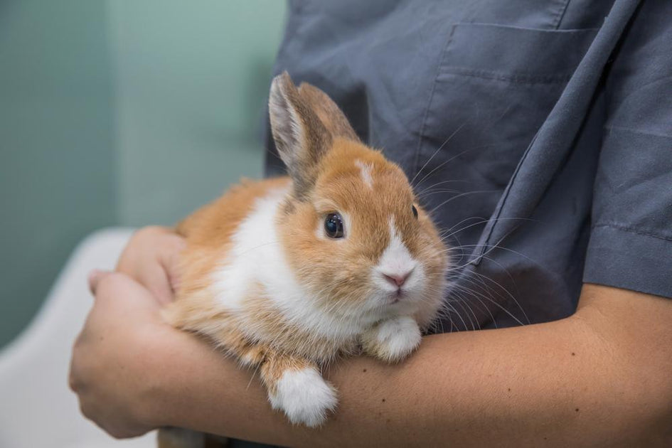 What's GI Stasis in Rabbits?