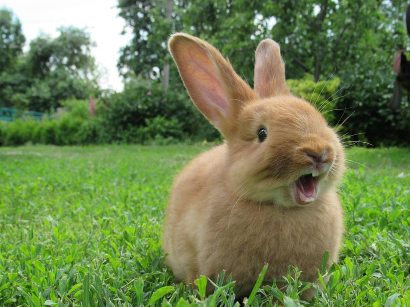 Tips to Manage Rabbit Chewing Habits
