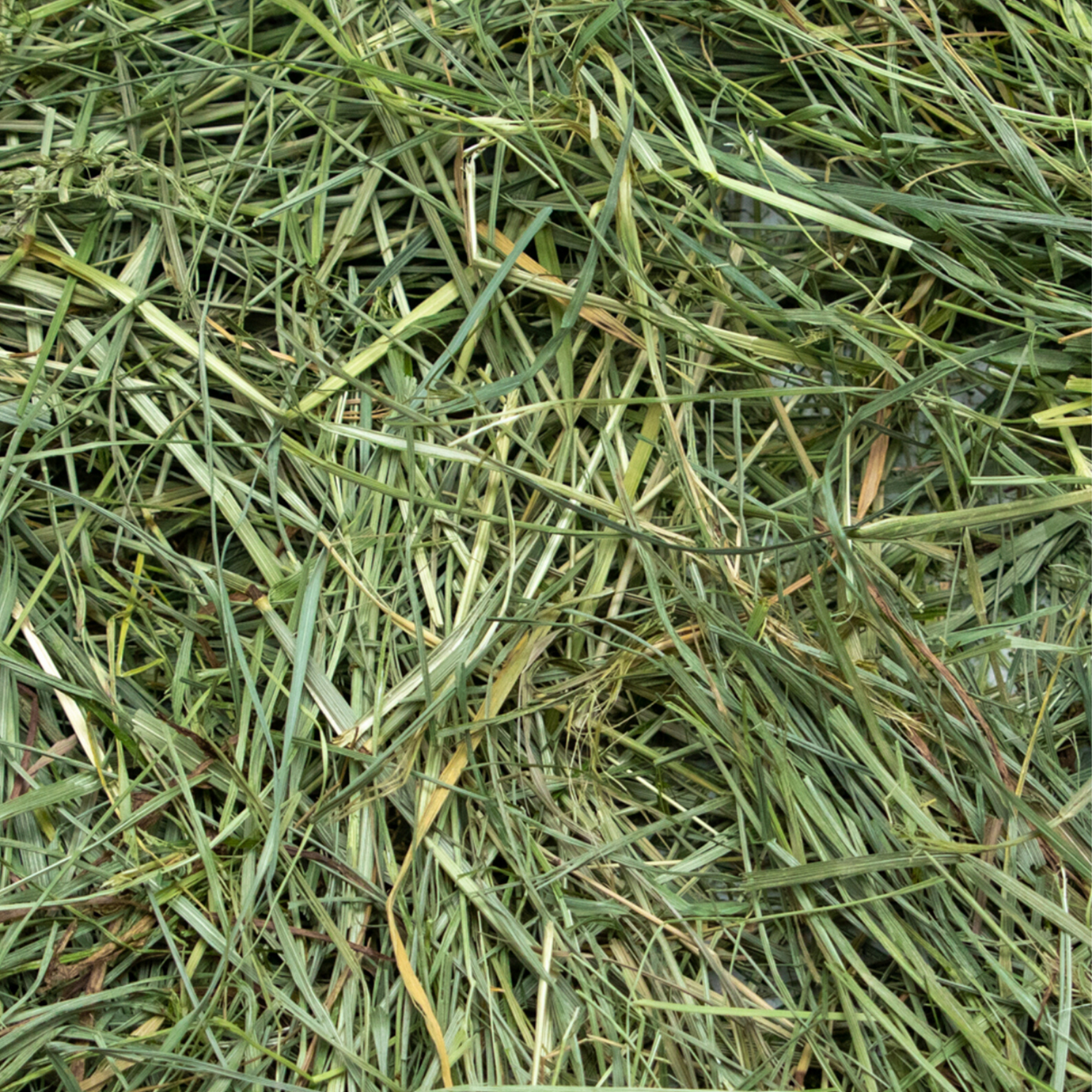 Ultra Premium Mountain Grass – Rabbit Hole Hay