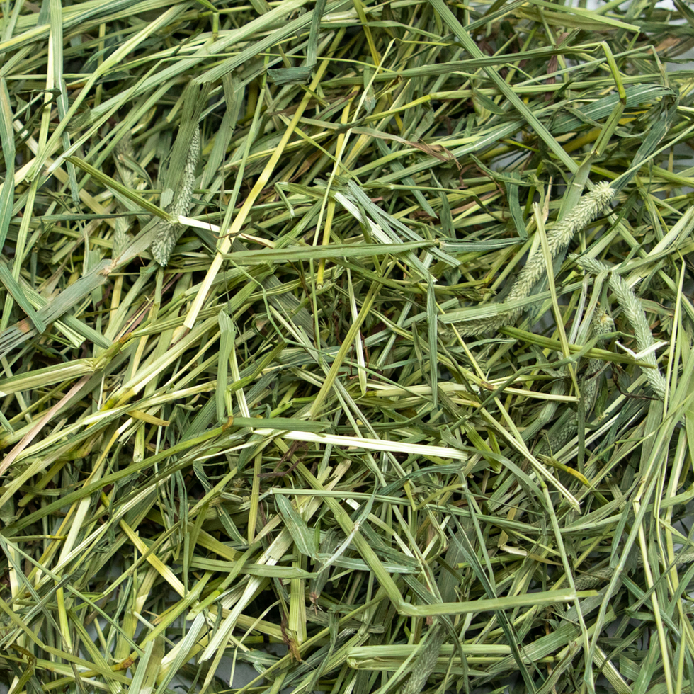 Ultra Premium Coarse Timothy Hay – Rabbit Hole Hay