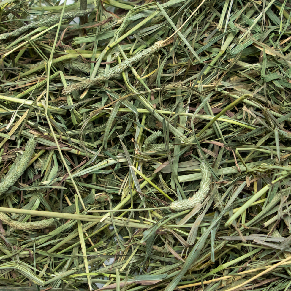 Ultra Premium Medium Timothy Hay – Rabbit Hole Hay