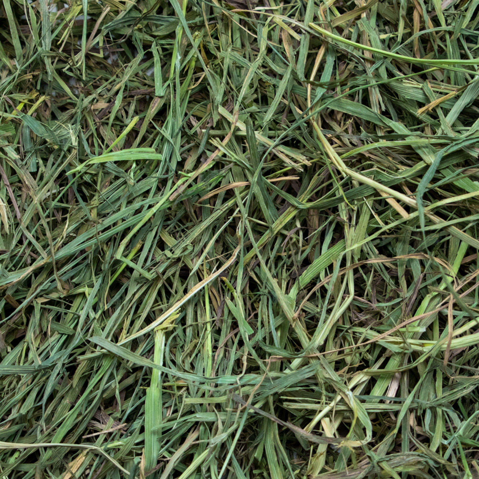 Ultra Premium Soft Timothy Hay – Rabbit Hole Hay